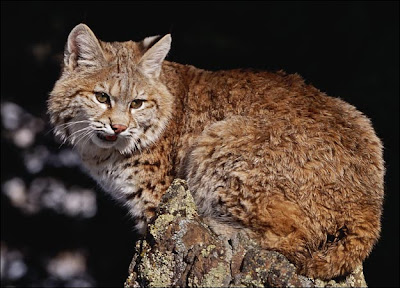 Bobcats | Wildlife Amazing Facts & Photos | The Wildlife