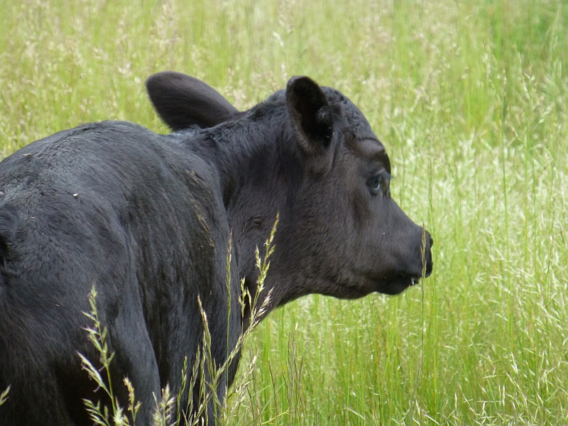 Rural Revolution: Ruby's calf