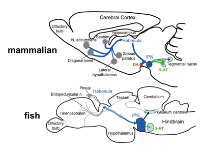 Teadvusehuvi: Habenula