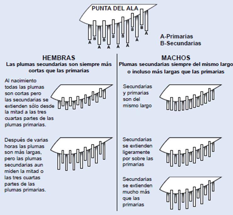 Todo 18+ Foto Como Saber Si Los Pollos Son Machos O Hembras Alta ...