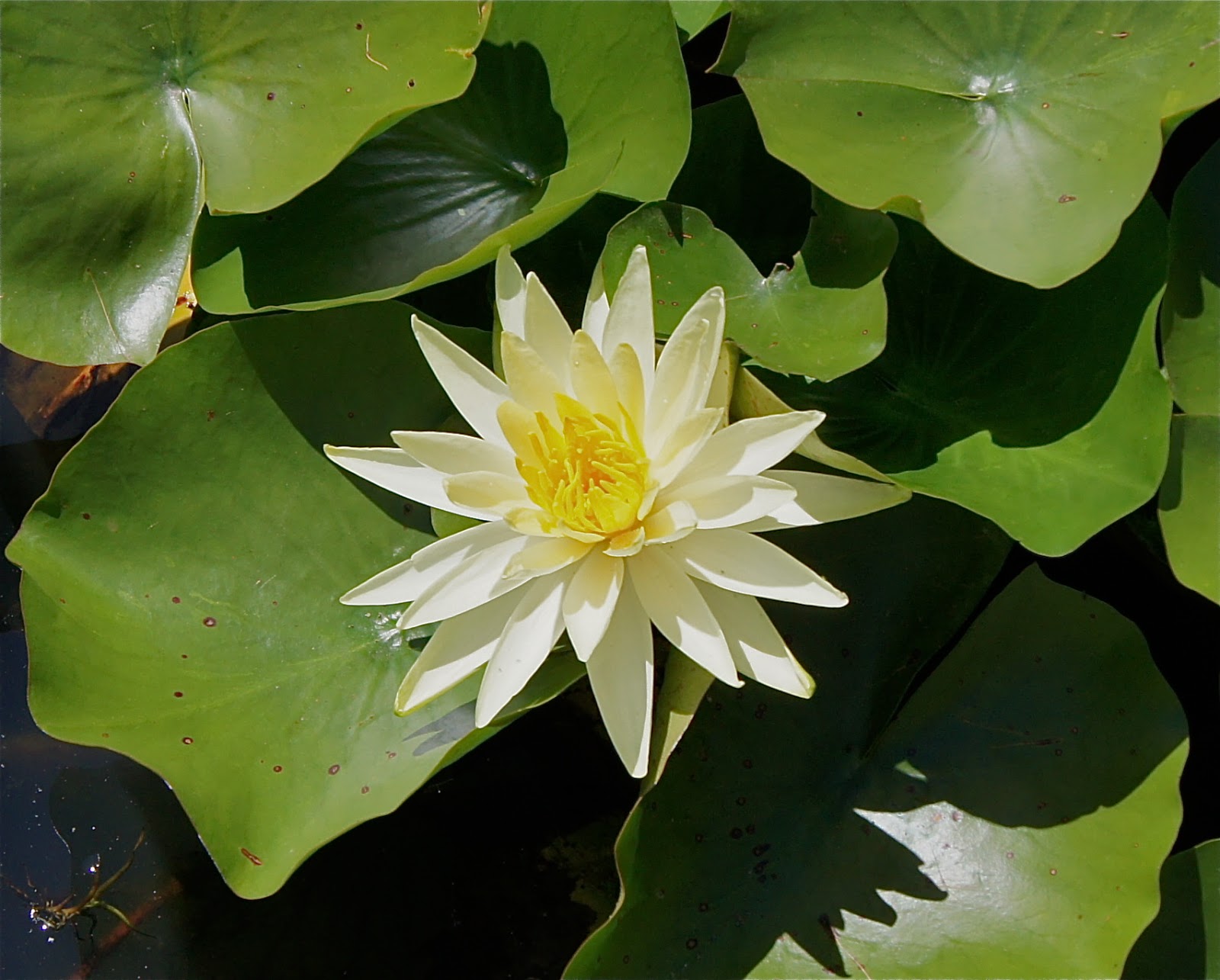 Sundries: Nymphaea × cultivar (water lily)