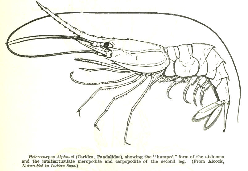 Mariscos | Camarón de Río y Camarón de Mar | Qué es y Cómo son?