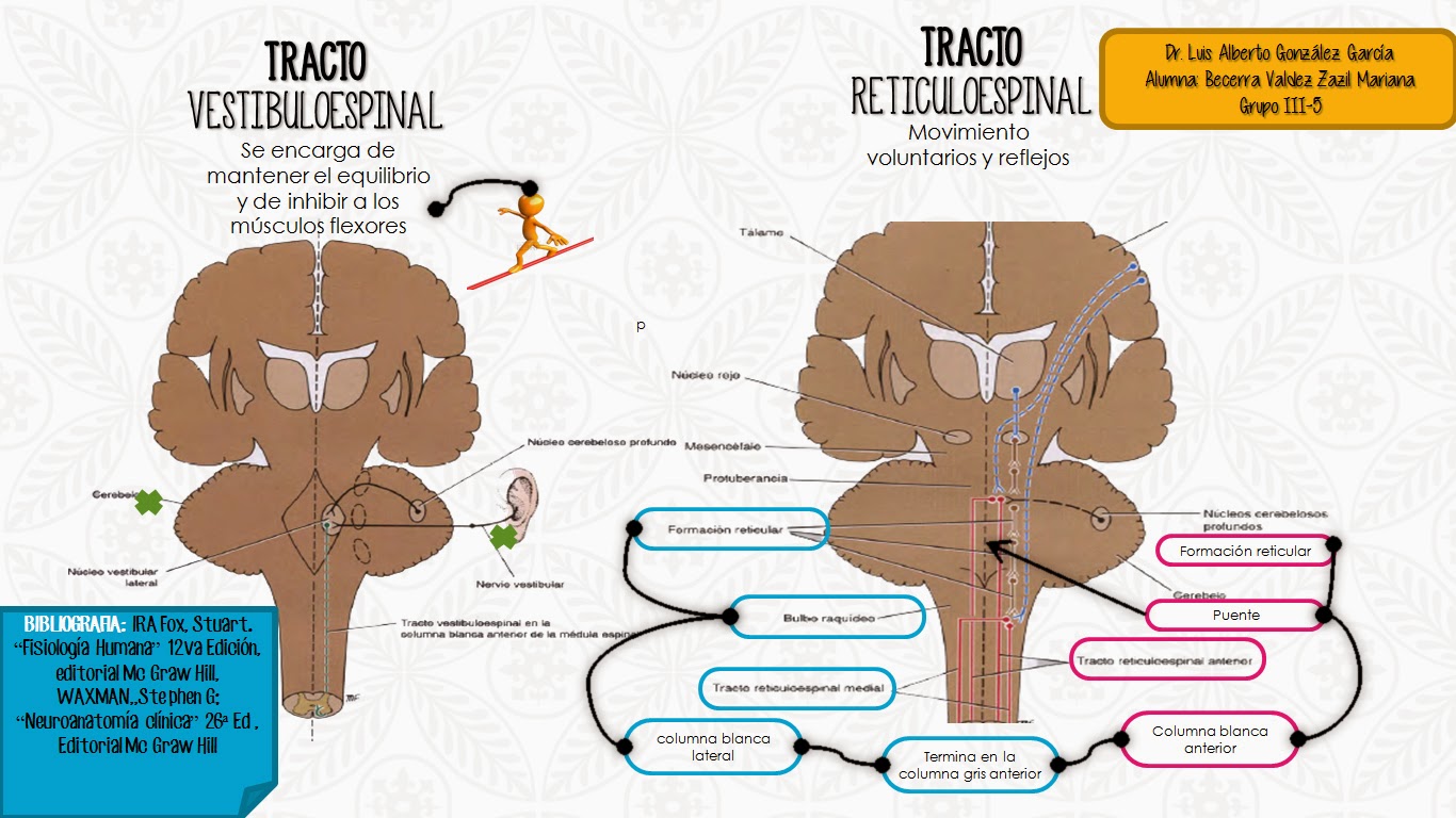 Fisiología Medica: Tarea #16 Vía Descendente, Arco Reflejo y Neurona Motoras