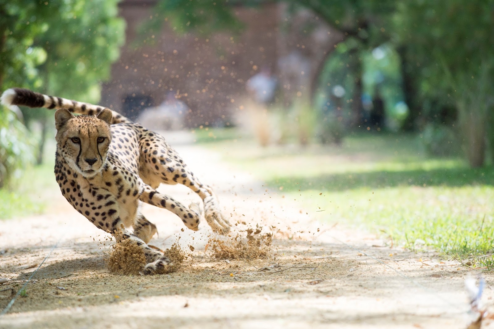 Nat Geo Wild présente une nouvelle édition de "Big Cat Week" avec Julie ...