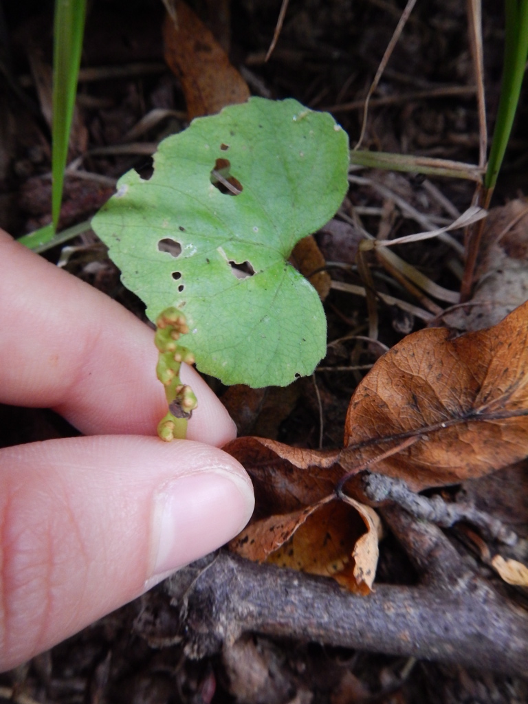 Botanizing: In Love with a Goblin...Fern