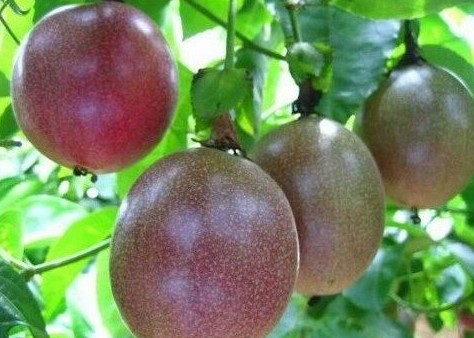 Bibit Markisa Super Giant Ekslusif Dan Terbatas