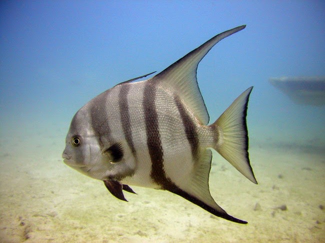 Borneo Island, Awaken To A Different World: Pacific Spadefish ...