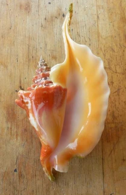 Conchology101: Rooster Tail Conch