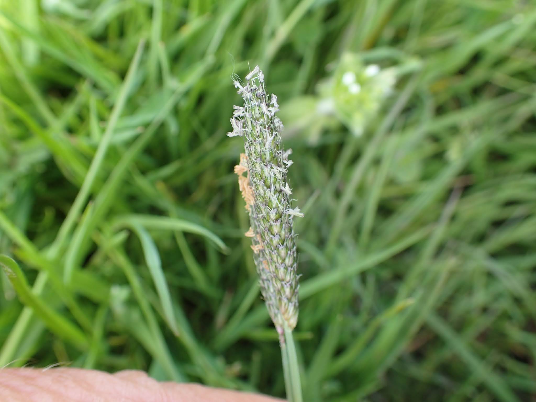 The Rainforest Fund Project: Settle Wildflowers - Day 115 - and Day 8 ...