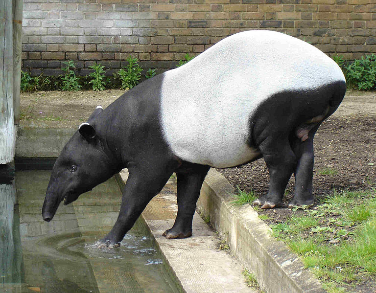 El ojo del buitre: Tapir (Tapirus)