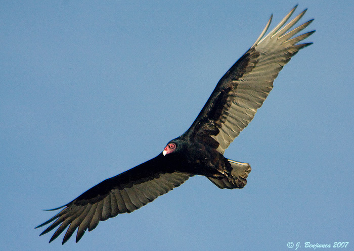 Parnassus Americano: EL HARAGÁN Y EL ZOPILOTE