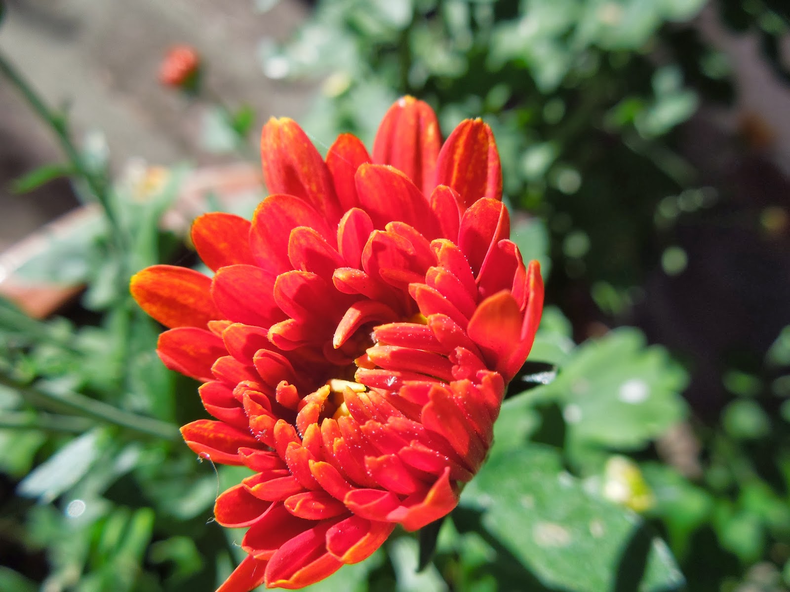 CRISANTEMO como nace una flor - BOTÀNIC SERRAT