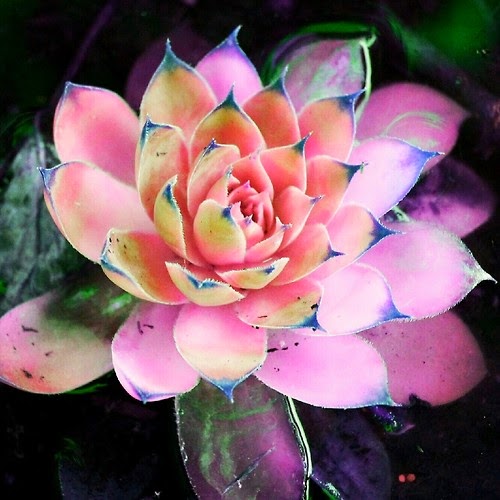 Victoria Craven: Color Theory : Rosé