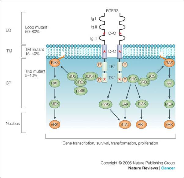 Fgfr3 Mutation Achondroplasia