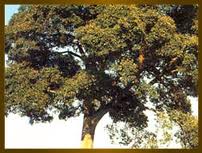 COPAi es Aceite puro de COPAiBA su MEDiCiNA EN CASA : EL ÁRBOL DE LA ...