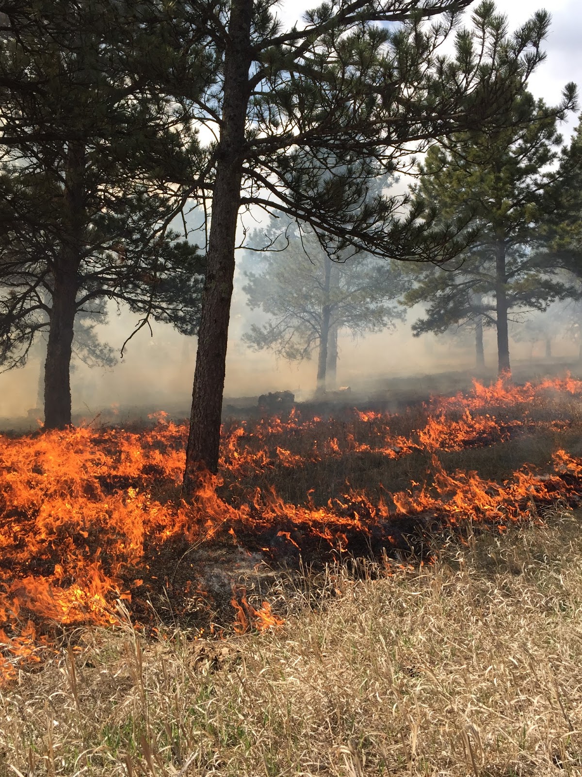 Great Plains Fire Information: 2018