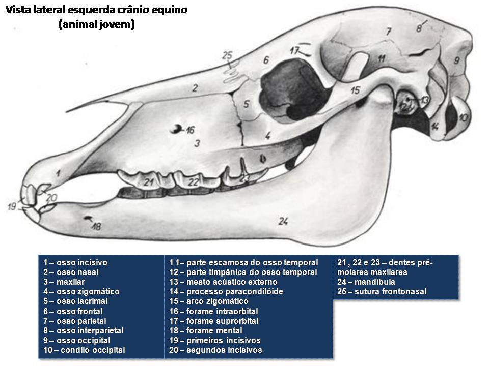 [atlas] Anatomia de Equinos - Ossos do Crânio