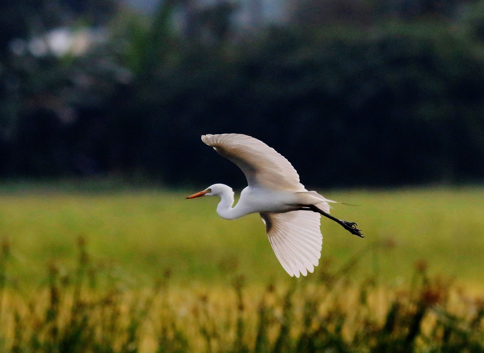 Ron-Nature-Adventures: Common Birds of Paddy Fields - Dec 2015 to Jan 2016