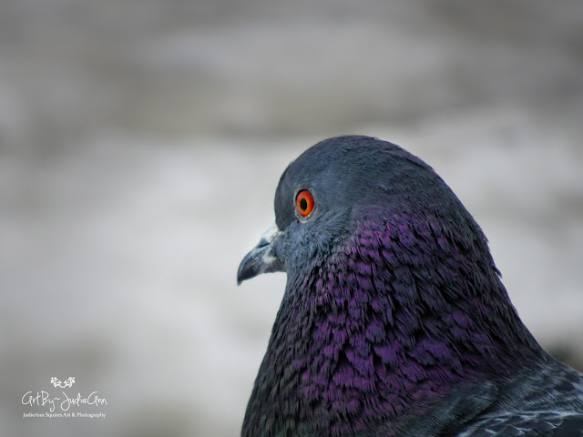 19 Pretty Pigeon Photos for 2019 + Video - ArtByJudieAnn