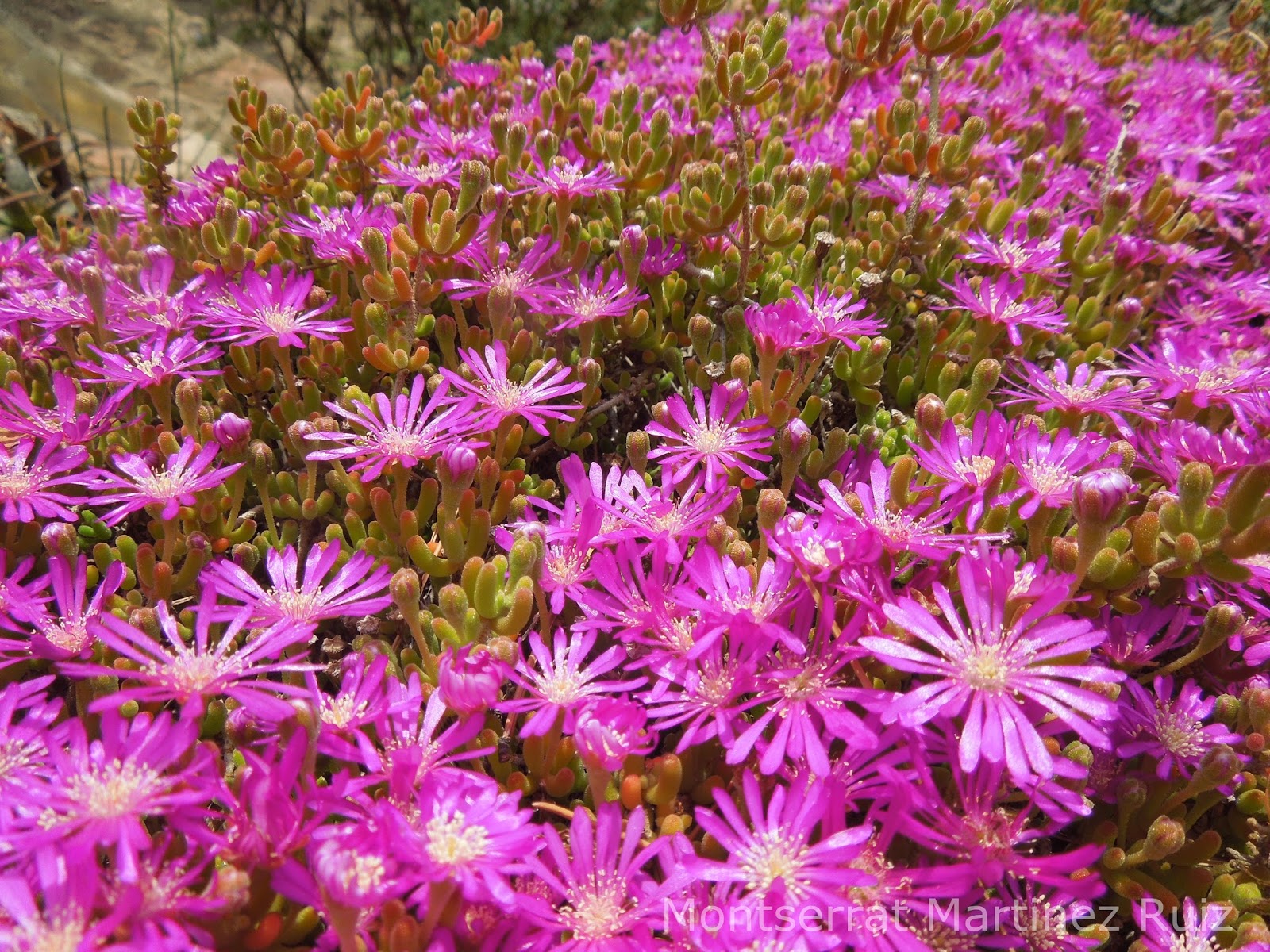 LAMPRANTHUS SPECTABILIS - BOTÀNIC SERRAT