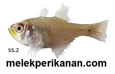 Ikan Tandak, Serinding Atau Bleeker’s Cardinalfish (Archamia bleekeri ...