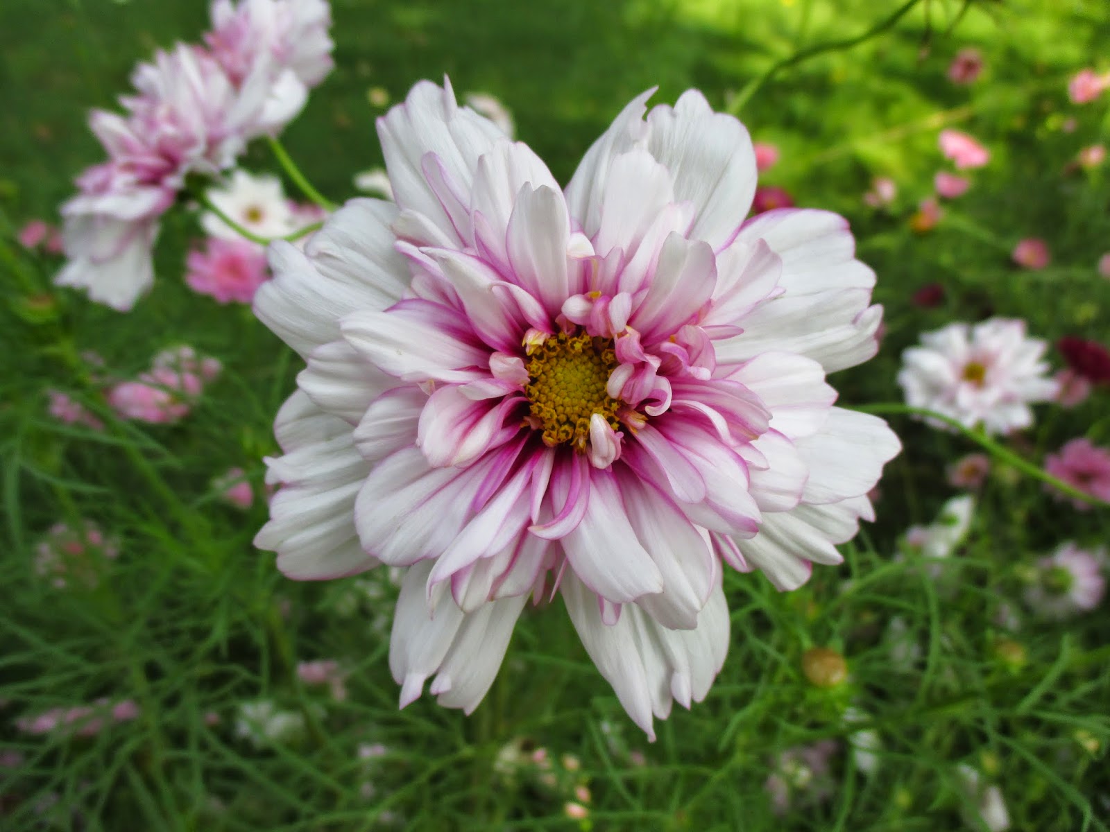 Rotary Botanical Gardens - Hort Blog: Cosmos - Shades of Pink