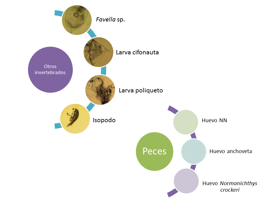 Ictioplancton en Chile: La diversa dieta de las larvas del pejesapo ...