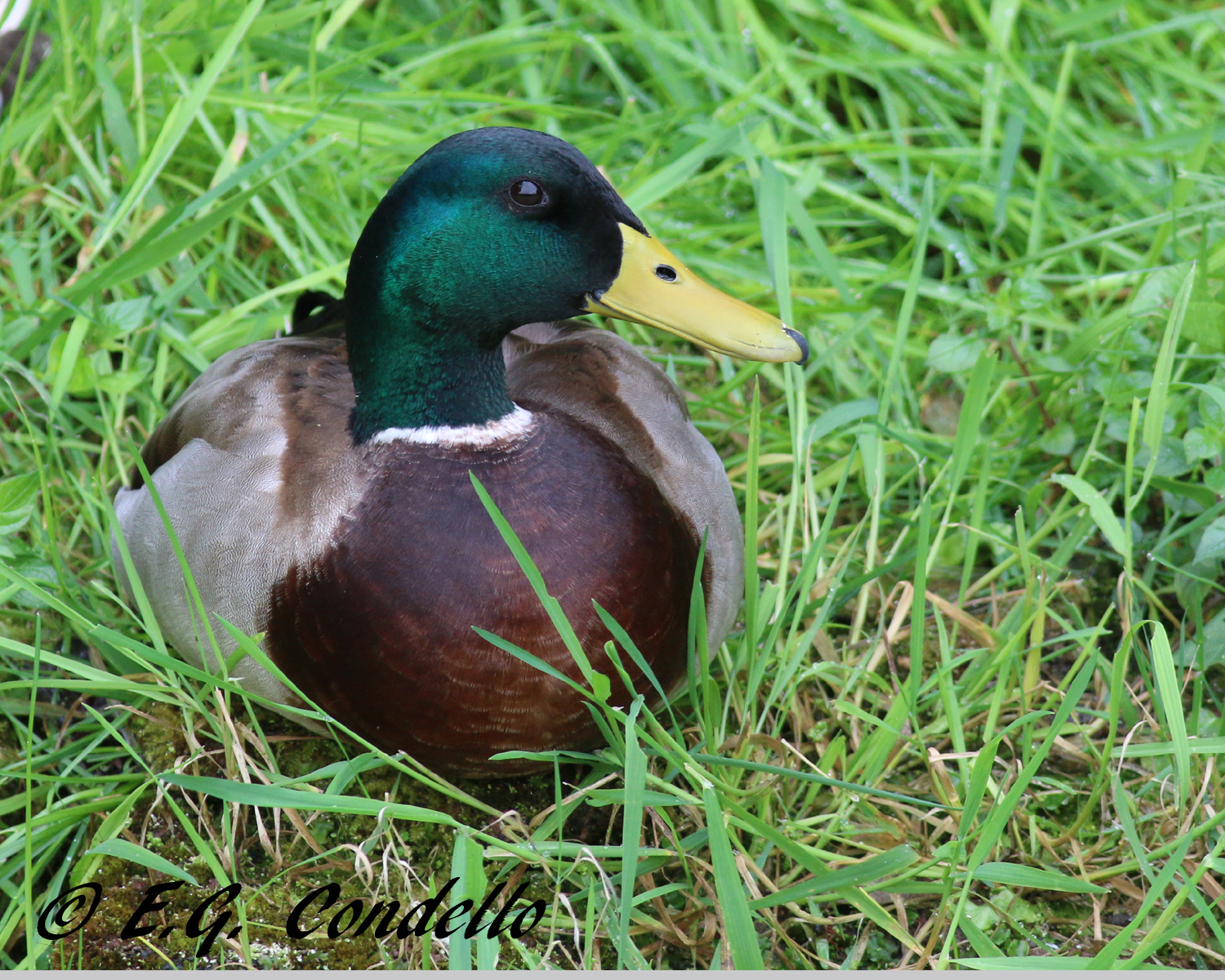 Germano reale (Anas platyrhynchos)