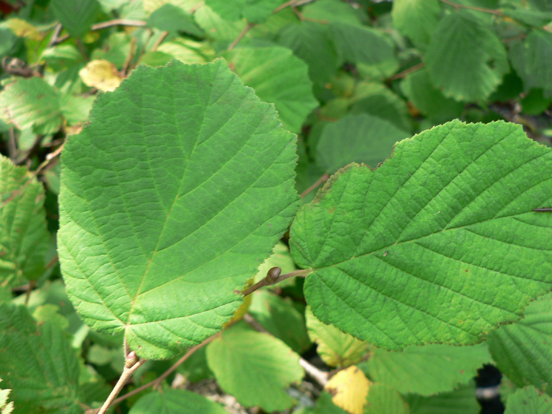 Á R B O L E S (T R E E S) y P A L M E R A S (P A L M S): Corylus ...