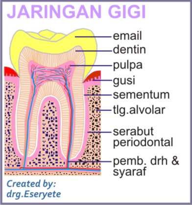 PDGI CABANG WONOGIRI: MENGENALI GIGI KITA