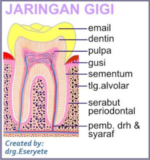 PDGI CABANG WONOGIRI: MENGENALI GIGI KITA
