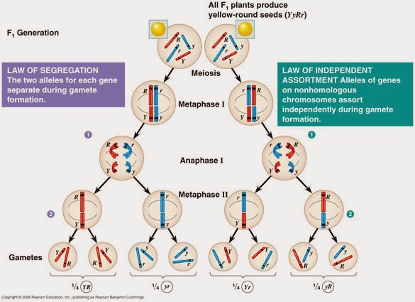 Linfei's Bio Blog: !! GENETICS!! --- Part 1