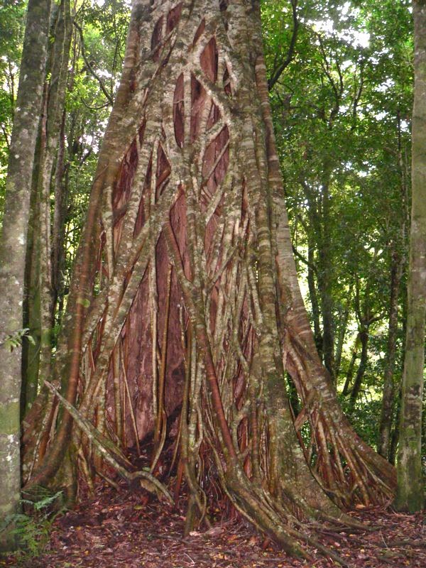 Ian Fraser, talking naturally: Featuring the Fabulous Figs