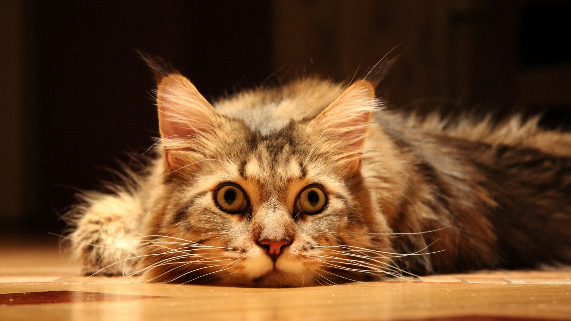 Lonely Cat - High Definition Wallpapers - HD wallpapers