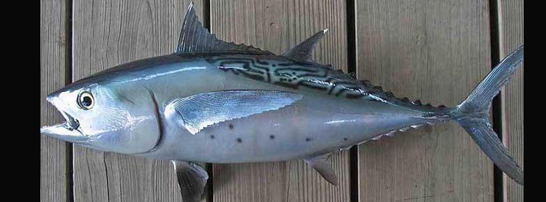 Peixe Bonito Pintado (Euthynnus alletteratus)