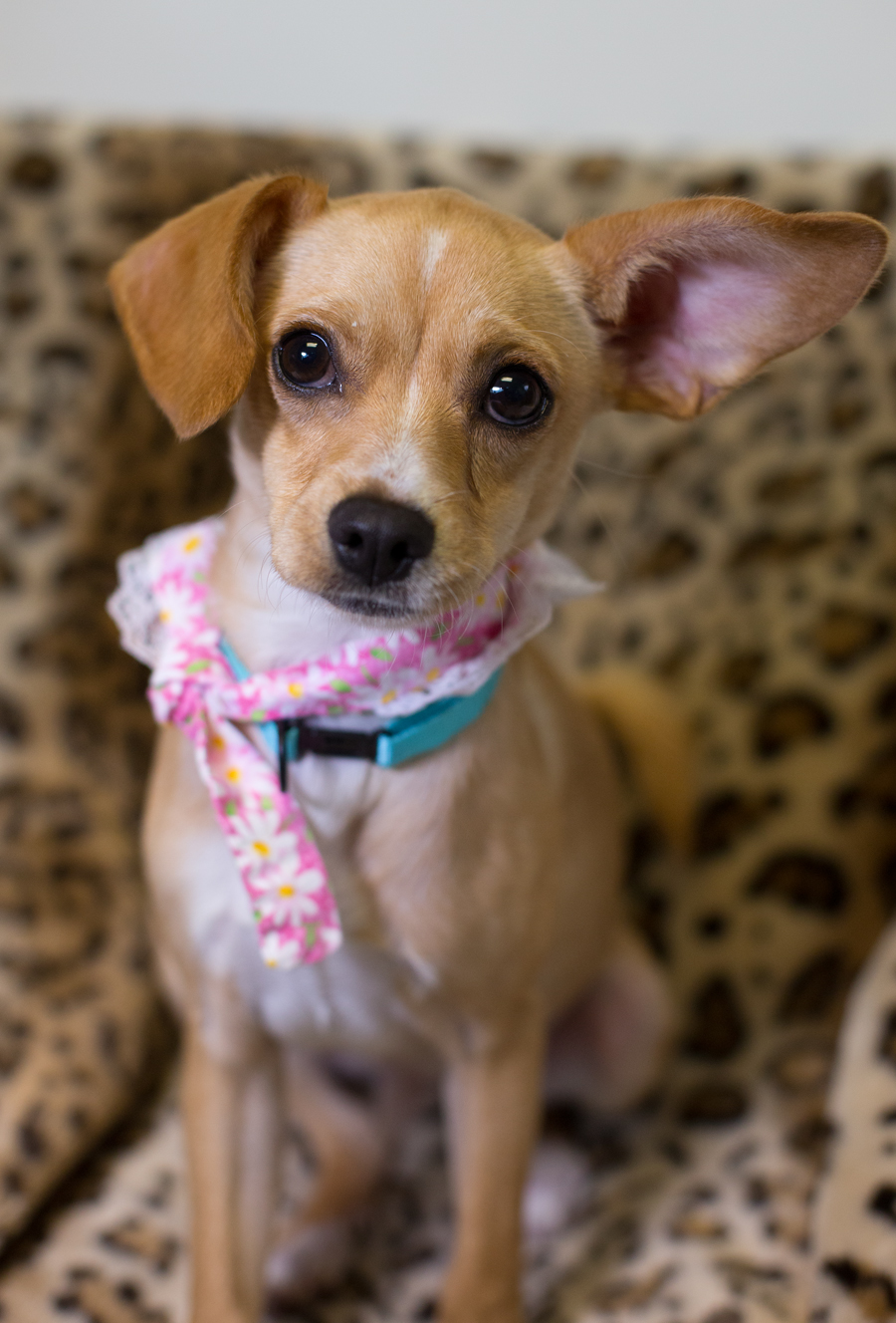 Why Does My Dog Have One Ear Up And One Ear Down