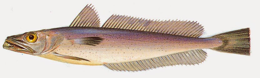 El rincón de Mundín: LA MERLUZA: CARACTERÍSTICAS Y DIFERENCIAS