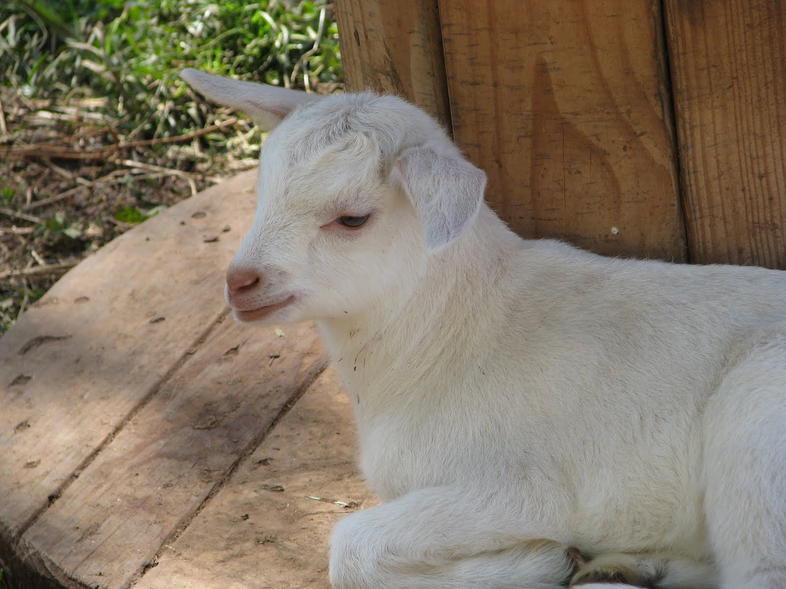 The Thankful Goats of Pretty Farm: New Goat Enclosure, New Raised Beds ...