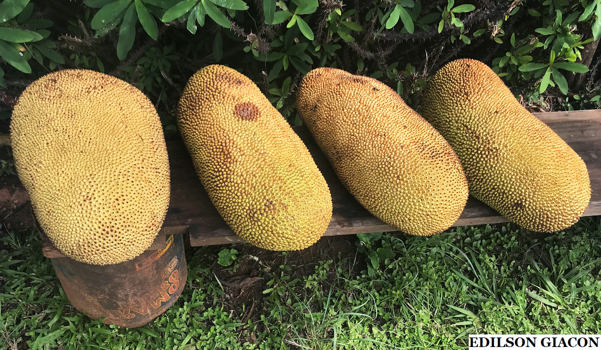 Viveiro Ciprest - Plantas Nativas e Exóticas: Jaca de Polpa Mole ...