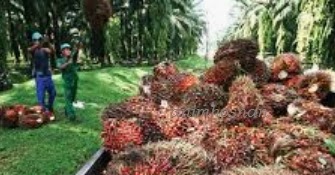 Anim Agro Technology: AGRO SAWIT - TINGKATKAN EKONOMI