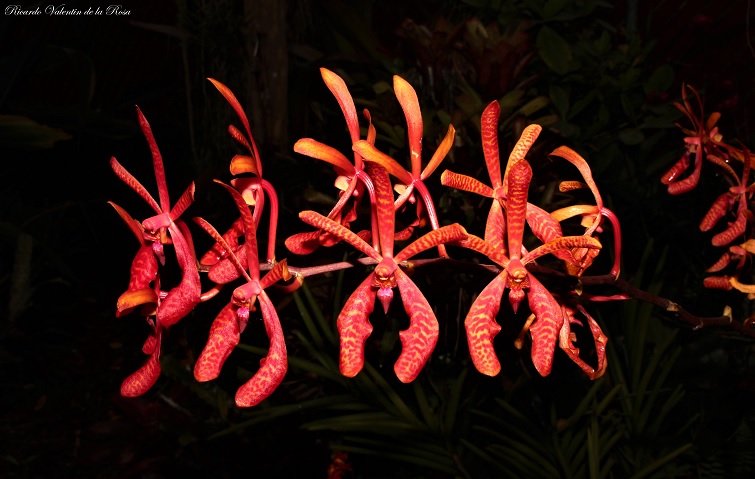 Ricardo's Blog, : Aranthera Anne Black, a hybrid registered in1957