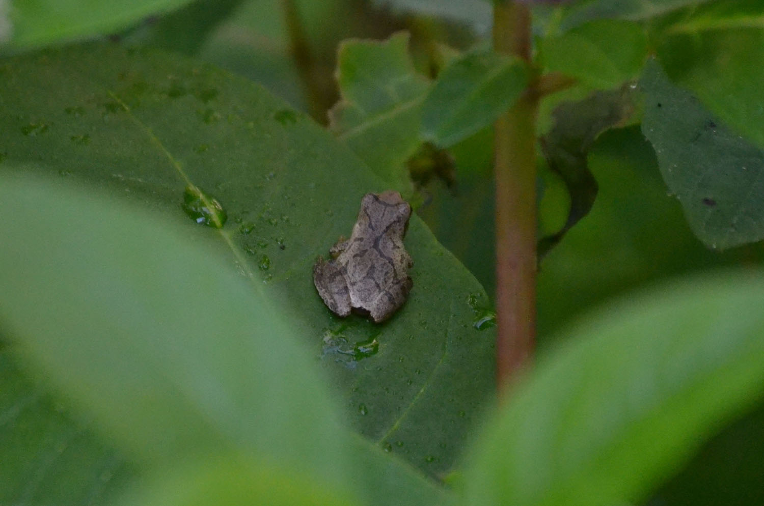 Woods Walks and Wildlife: August 2011