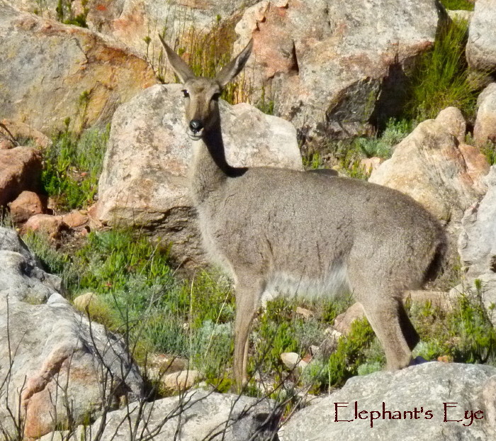 Elephant's Eye: Return to Groot Winterhoek