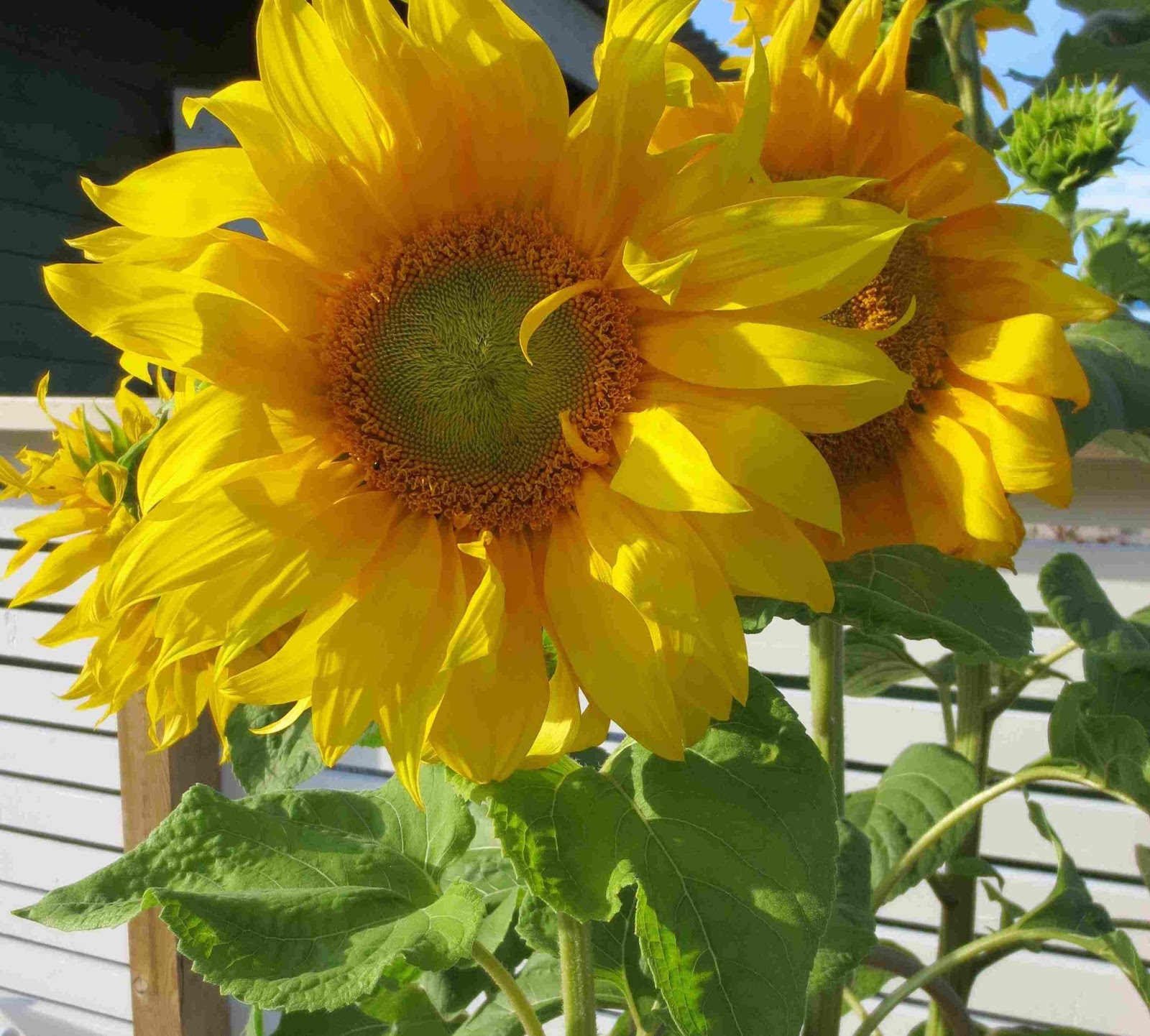 Rickardssons Rosor & Rabarber: En solros söker solen