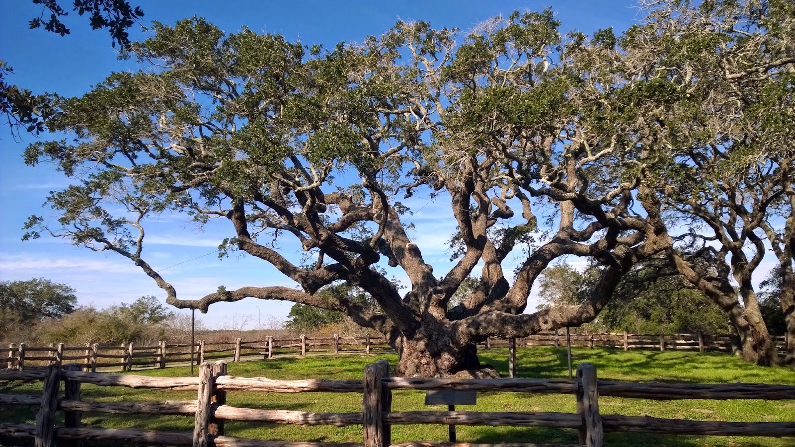 Goza's Wanderings and Wonderings: An Old Tree, High Winds and Random ...