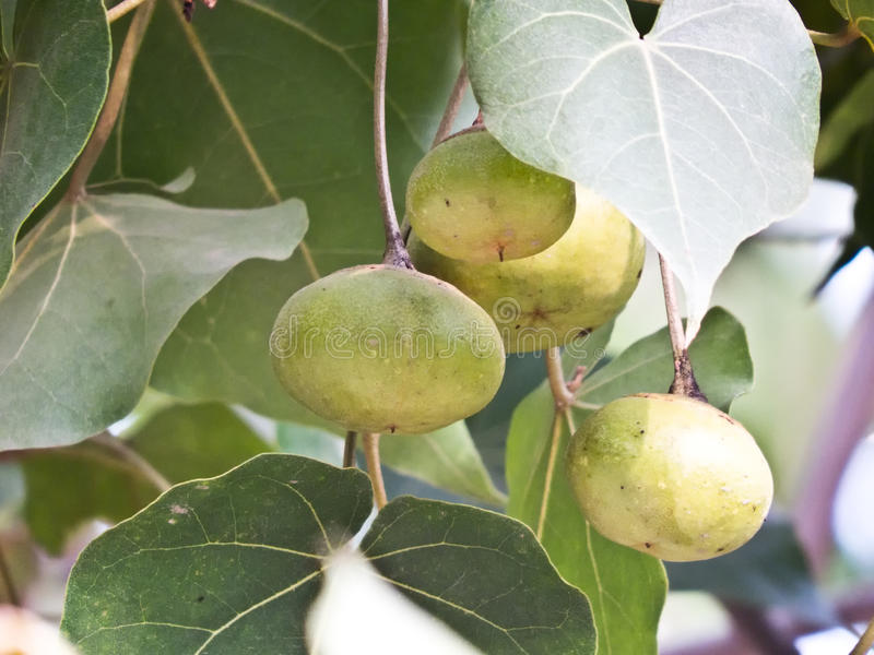 Peepal Tree or Pipal tree