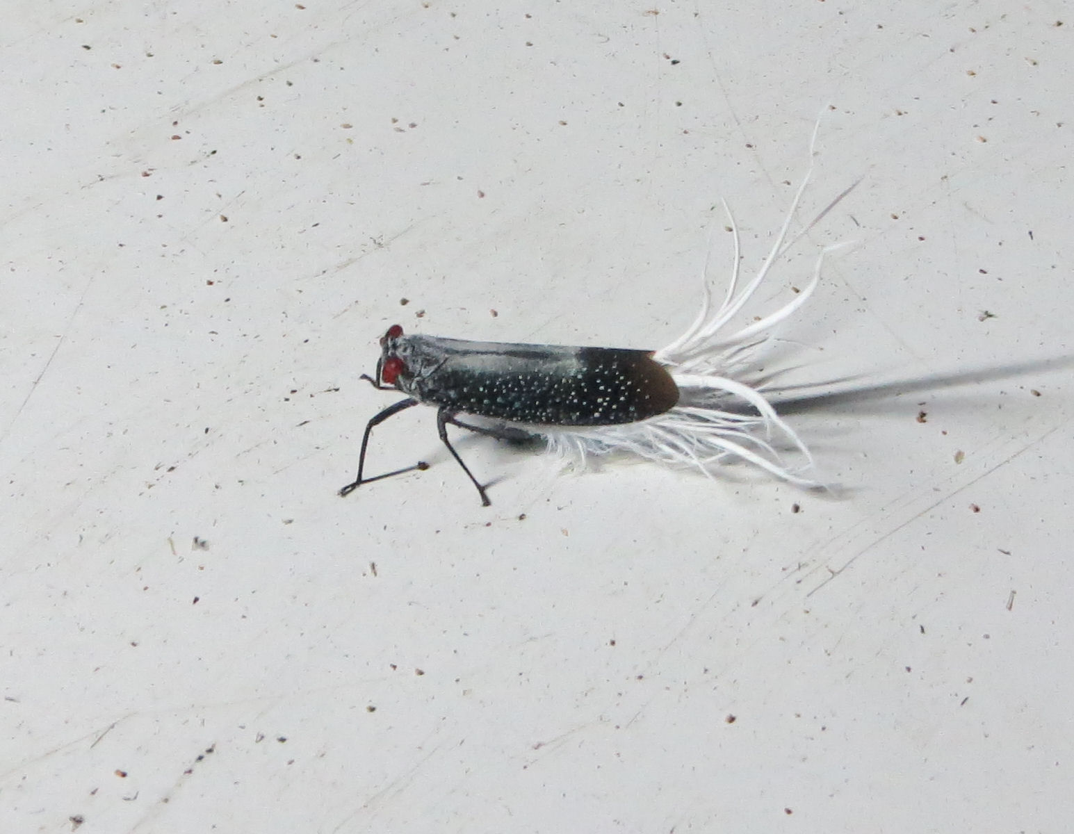 Travelling Man: Fishing adventrure in Guyana Part 2