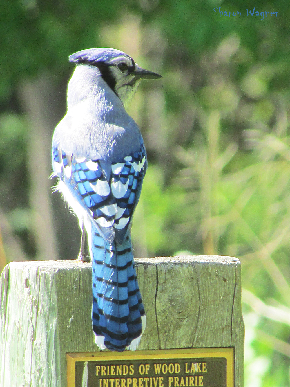 Sharon's Souvenirs: Jay Walking at Wood Lake