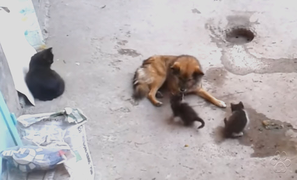 [HERMOSO ENCUENTRO] Mamá gata lleva a sus gatitos para que conozcan a ...