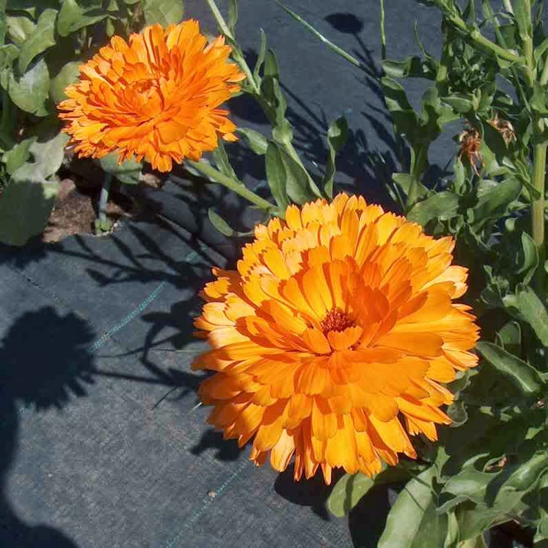 Seminte si plante de gradina hobby: Galbenele-Calendula officinalis